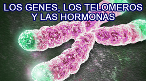 pellets-testosterona - Medicina Antienvejecimiento, Articulos, Cursos ...